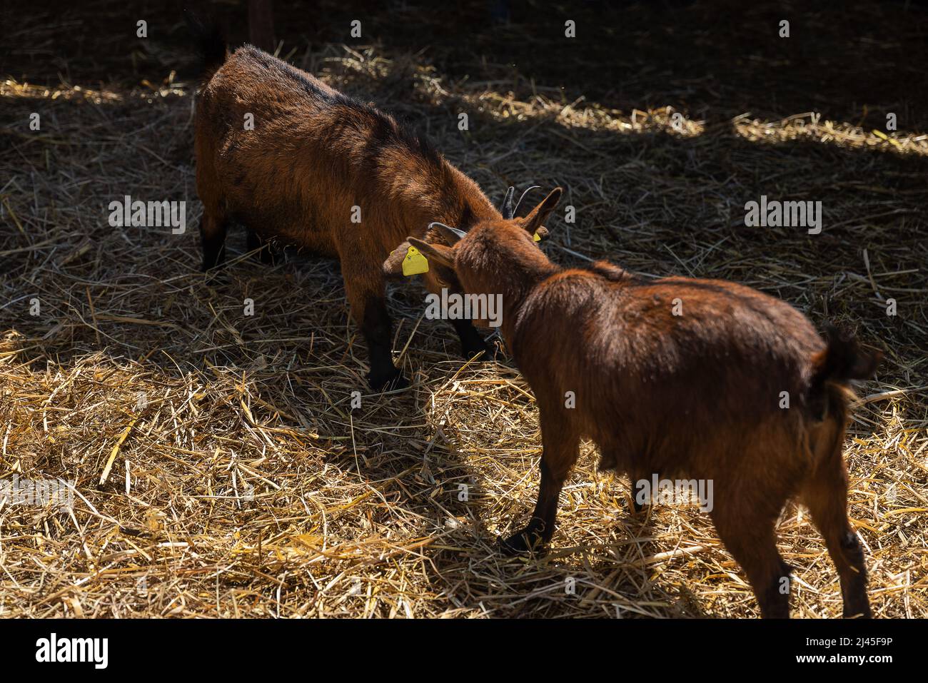 Farm goats in a straw enclosure Stock Photo - Alamy