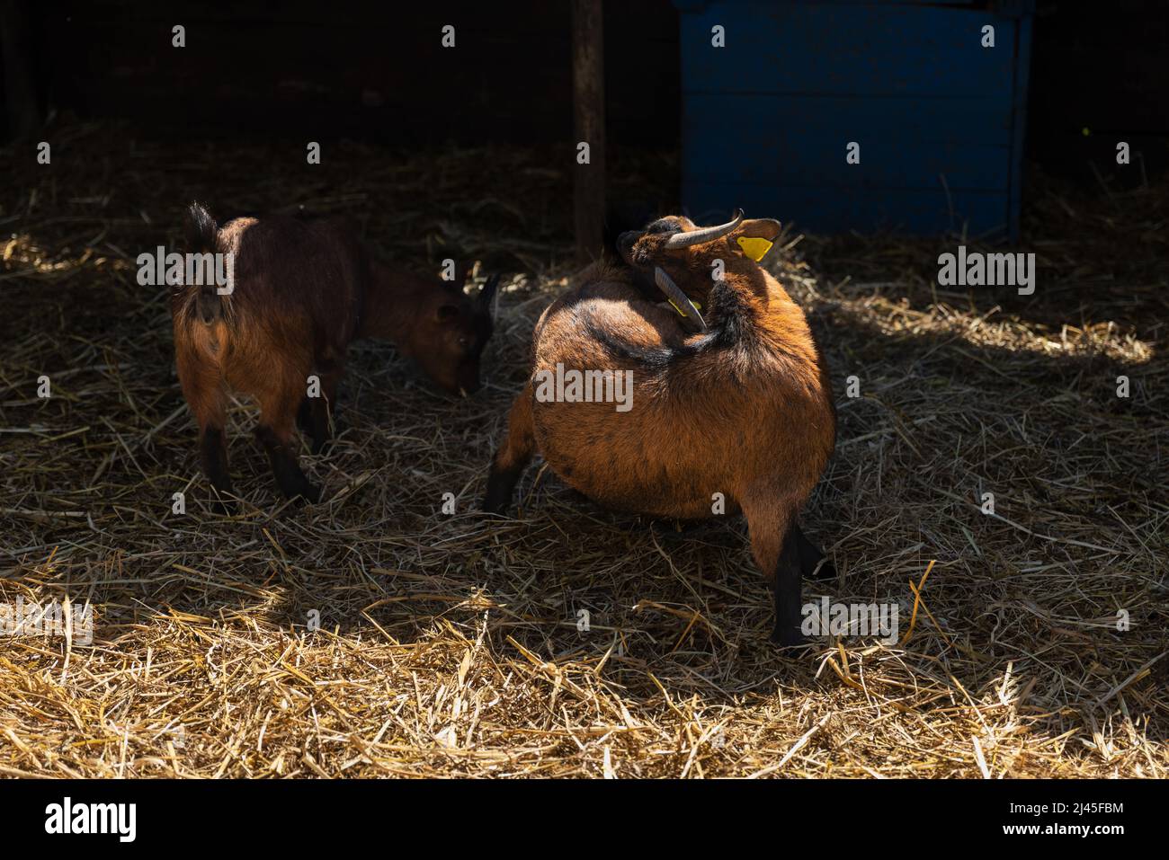 Farm goats in a straw enclosure Stock Photo - Alamy