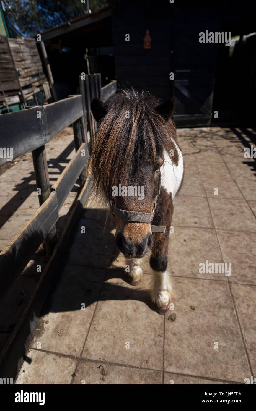 Poney portrait with warm tones with farmhouse background Stock Photo ...
