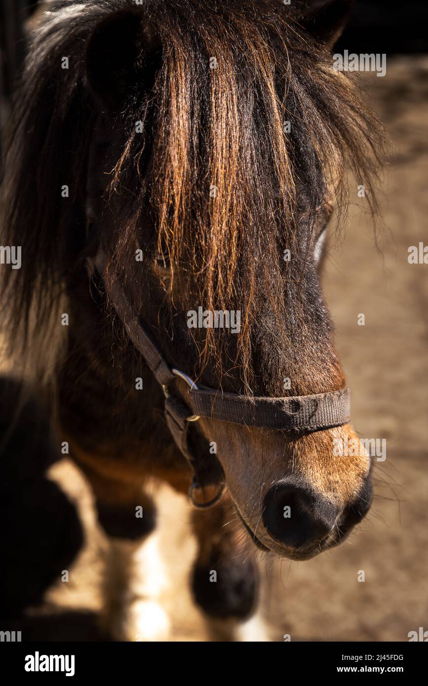 Poney portrait with warm tones with farmhouse background Stock Photo ...