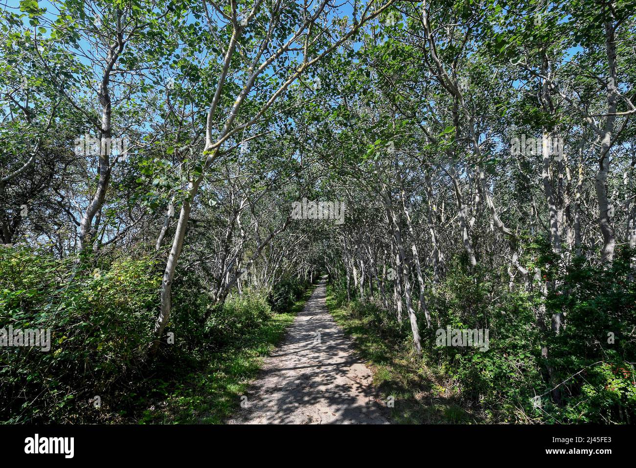 Saint-Etienne-au-Mont (northern France): the Jewish Way in the Forest ...