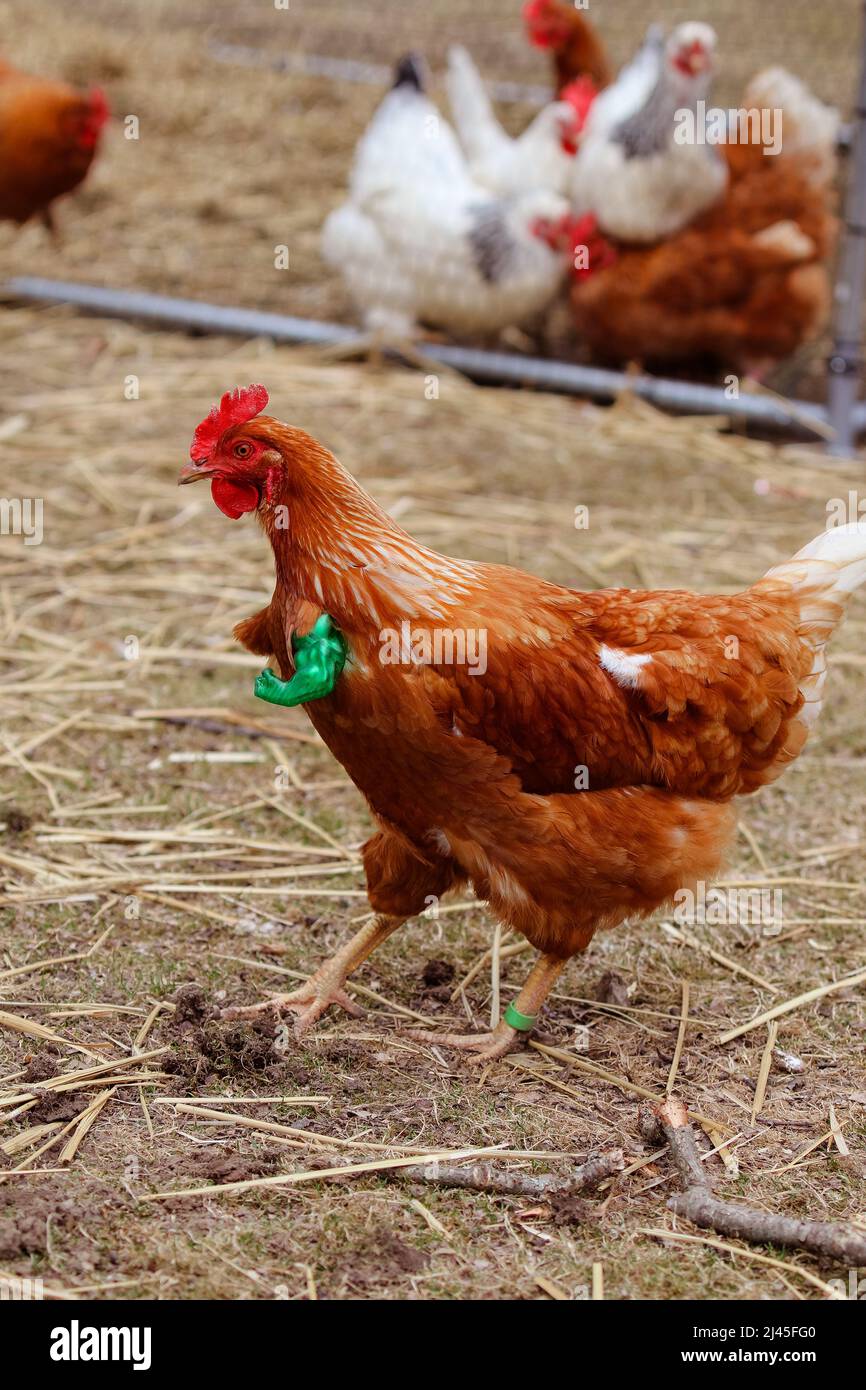 Hulk chicken arms hi-res stock photography and images - Alamy