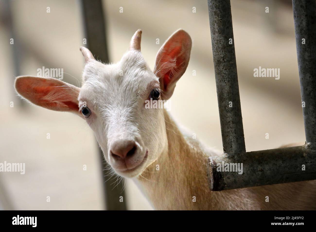 Goat in a barn of a dairy farm producing home-made goatÕs cheese, PDO ...