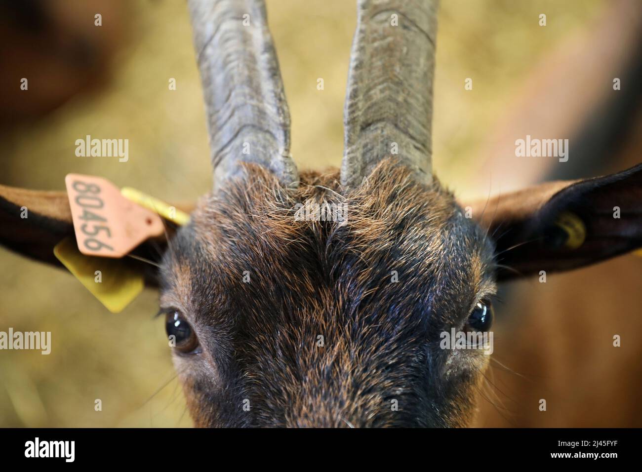 Goat in a barn of a dairy farm producing home-made goatÕs cheese, PDO ...