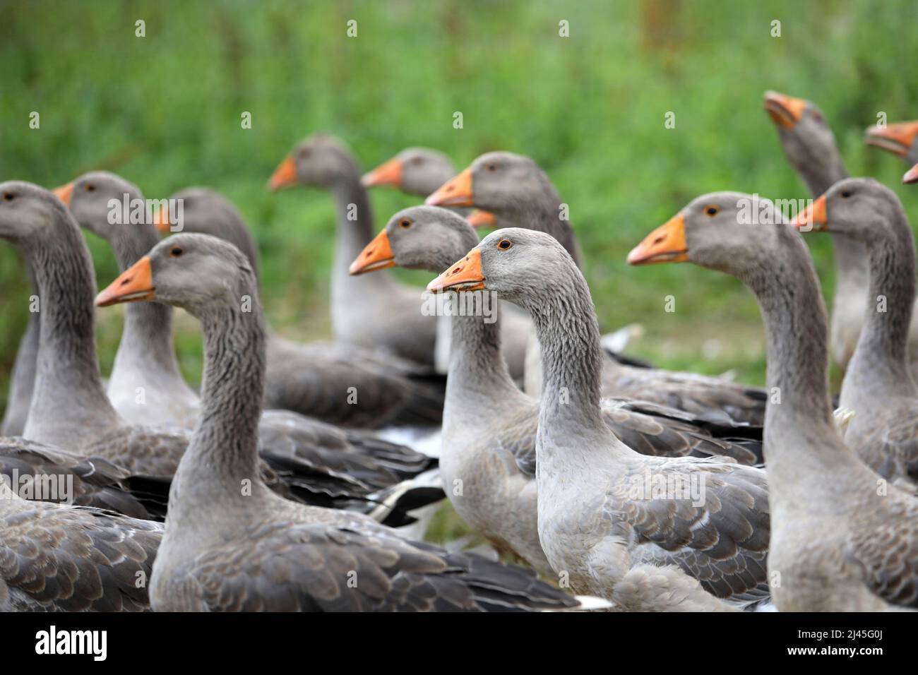 Geese raised for meat and foie gras production. Free-range grey geese ...
