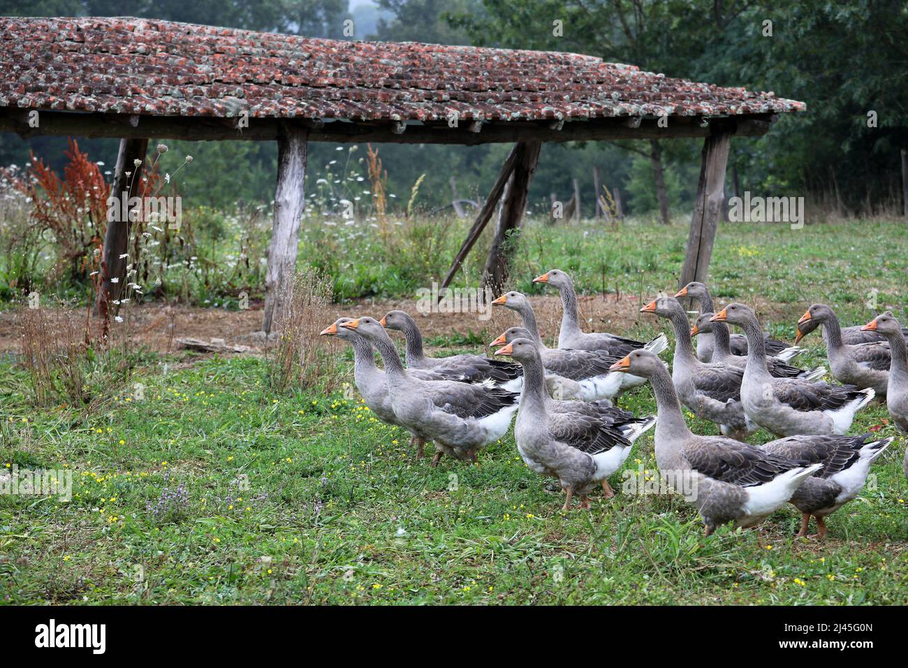 Geese raised for meat and foie gras production. Free-range grey geese ...