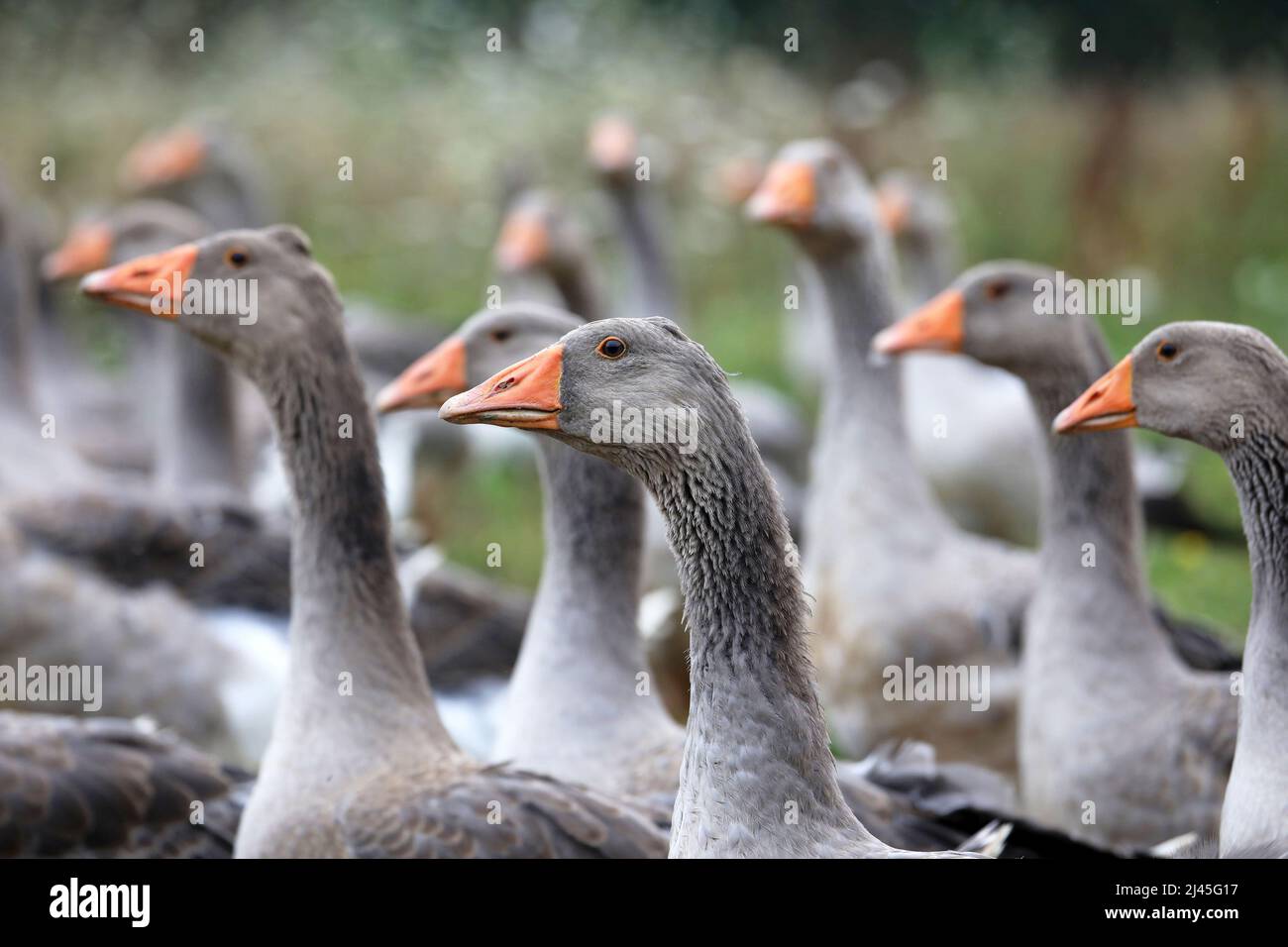 Geese raised for meat and foie gras production. Free-range grey geese ...