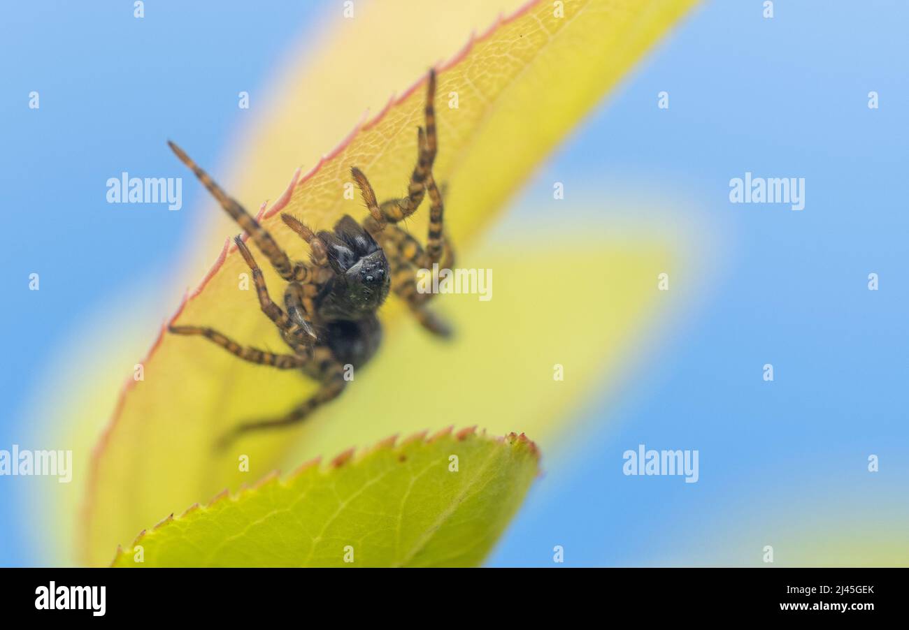 Wolf spider - Lycosidae - sitting on an apple tree leaf in a nature ...
