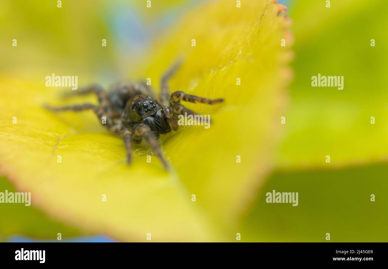 Wolf spider - Lycosidae - sitting on an apple tree leaf in a nature ...