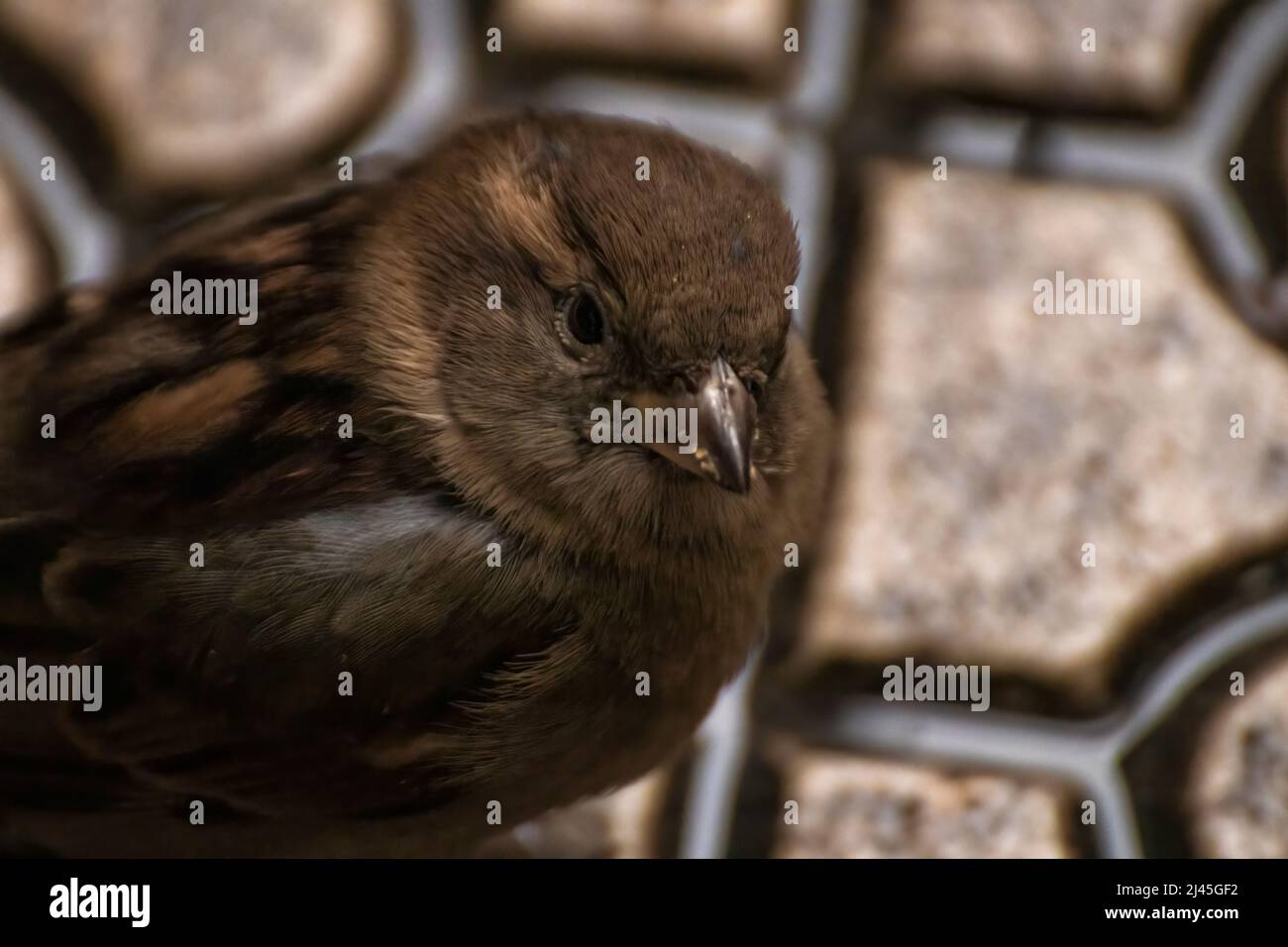 sparrow in the street while it rains Stock Photo - Alamy
