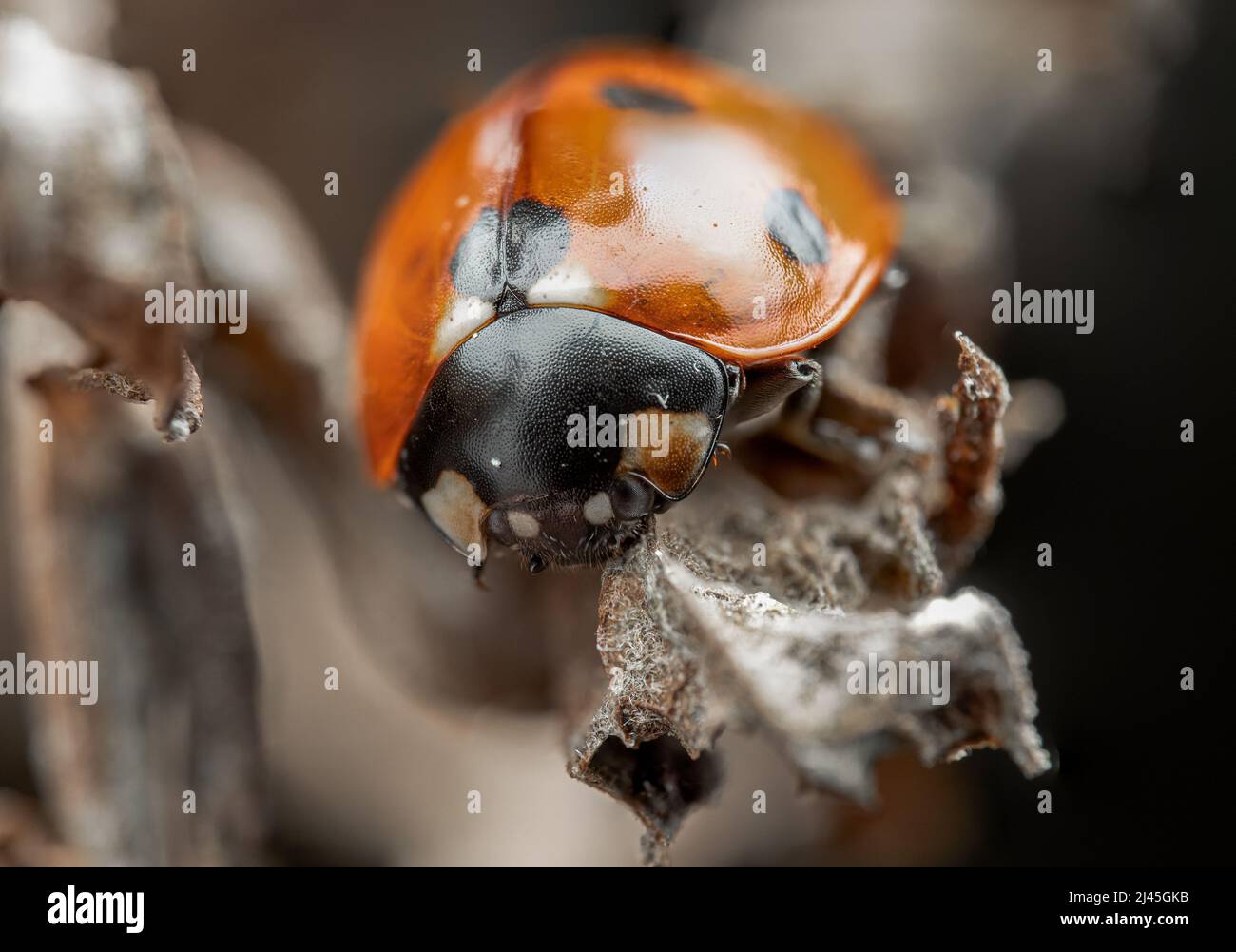 Dead ladybug hi-res stock photography and images - Alamy