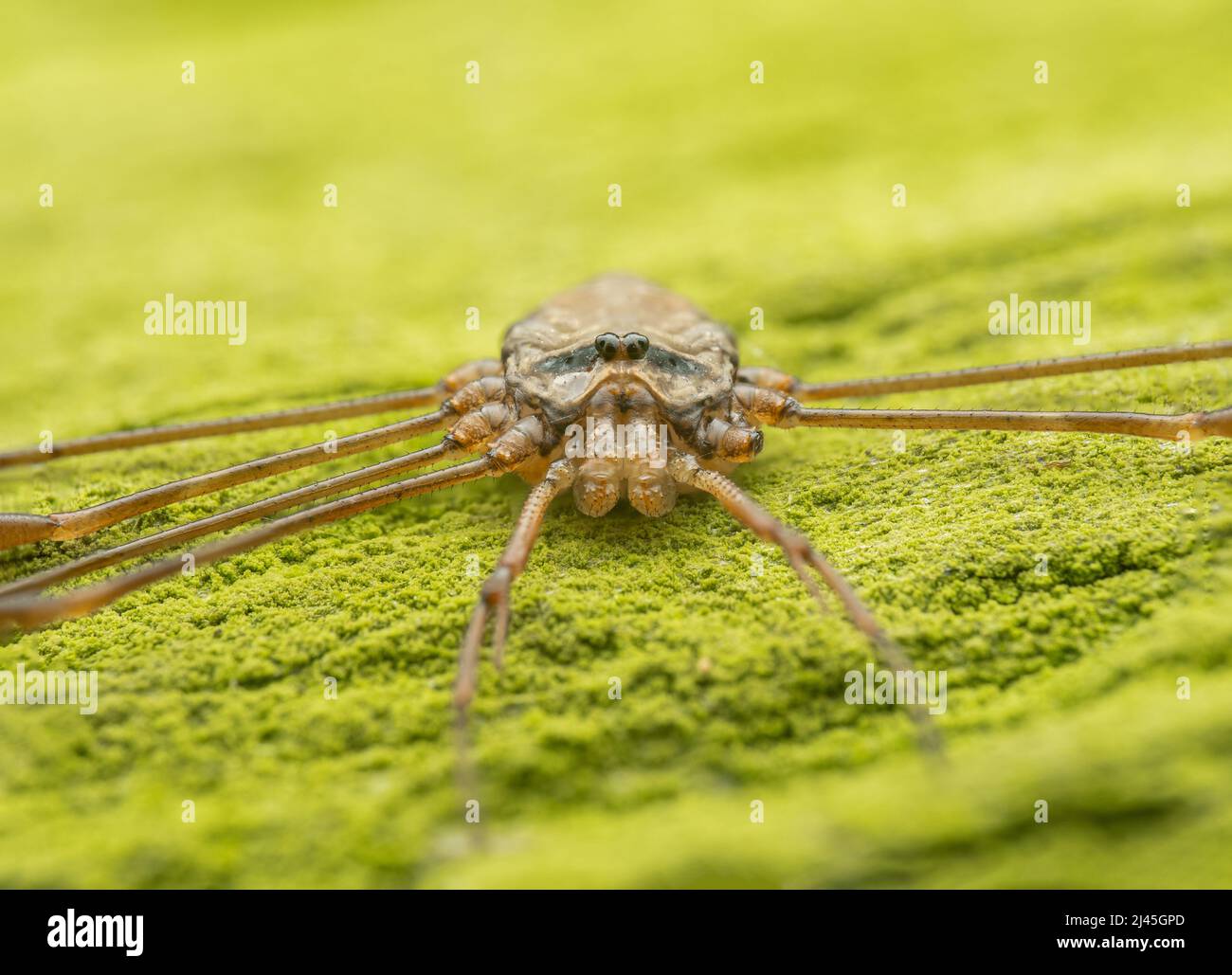 Opiliones hi-res stock photography and images - Alamy