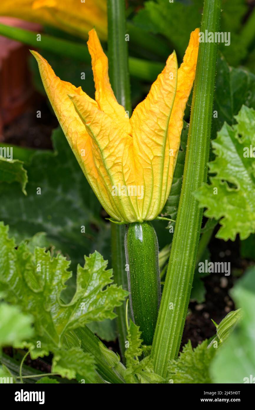 Cucurbita Pepo Subsp Pepo