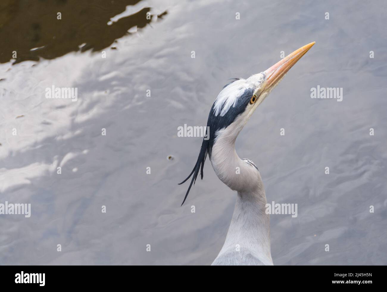 Long legged wading bird hi-res stock photography and images - Alamy