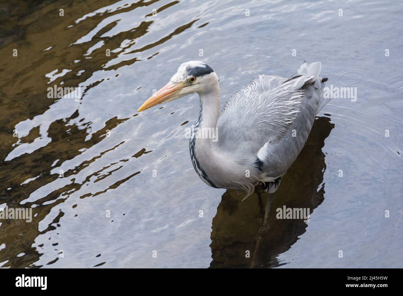 Wading bird with long legs hi-res stock photography and images - Alamy