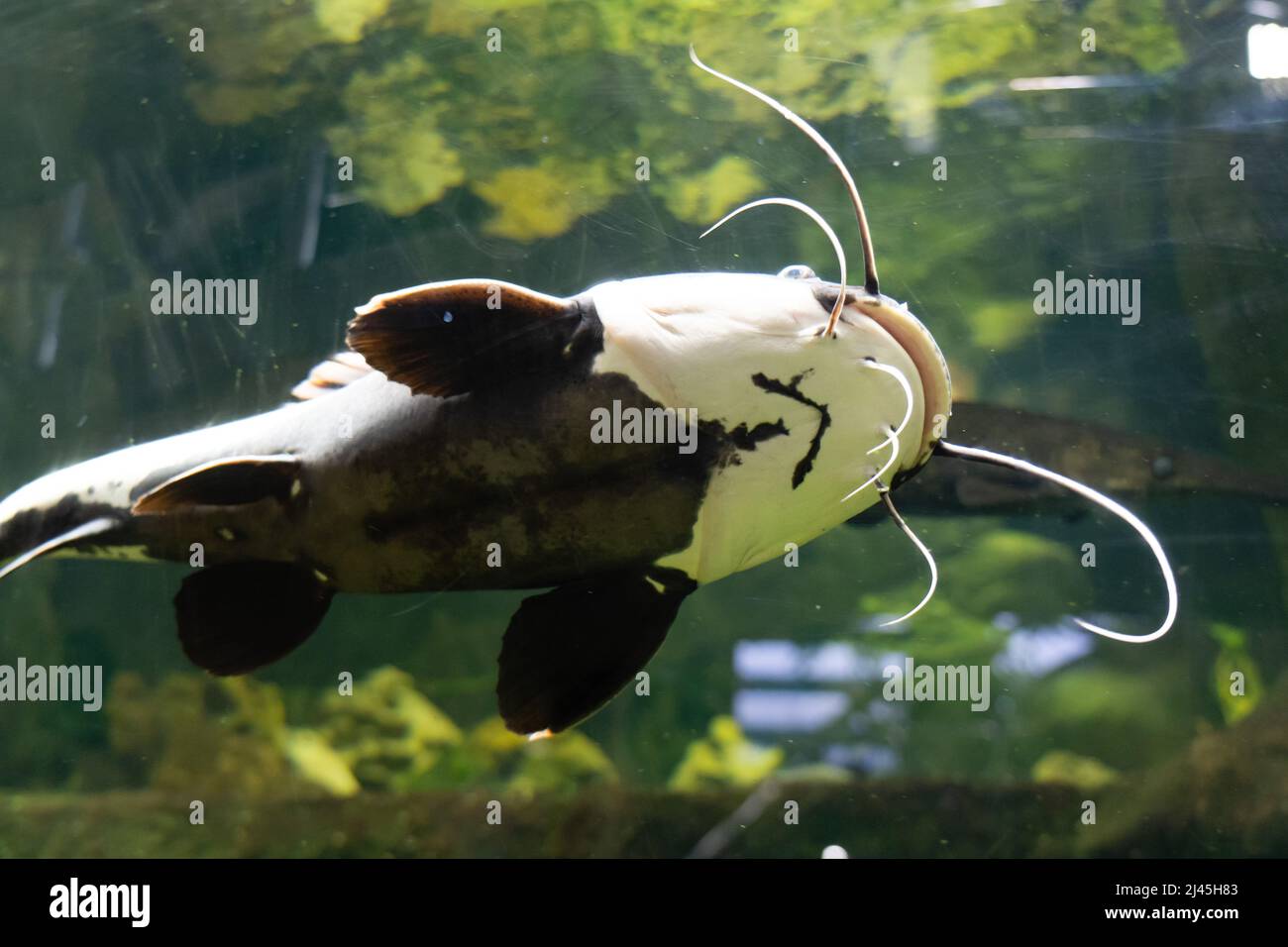 Sad multicolored fish in the aquarium. Animals in captivity. The ...