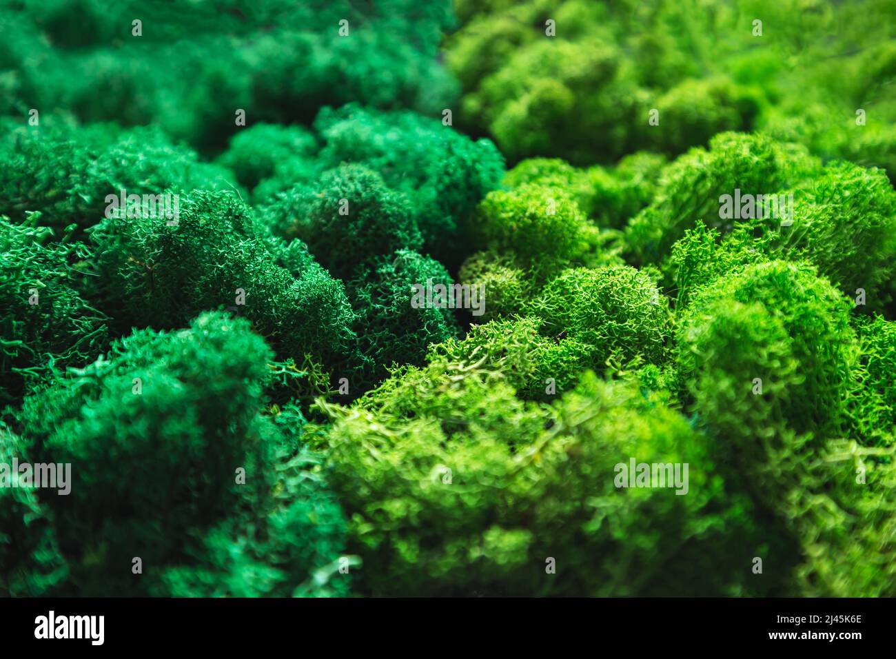 Decorative wall made of green stabilized moss as a creative ecological ...