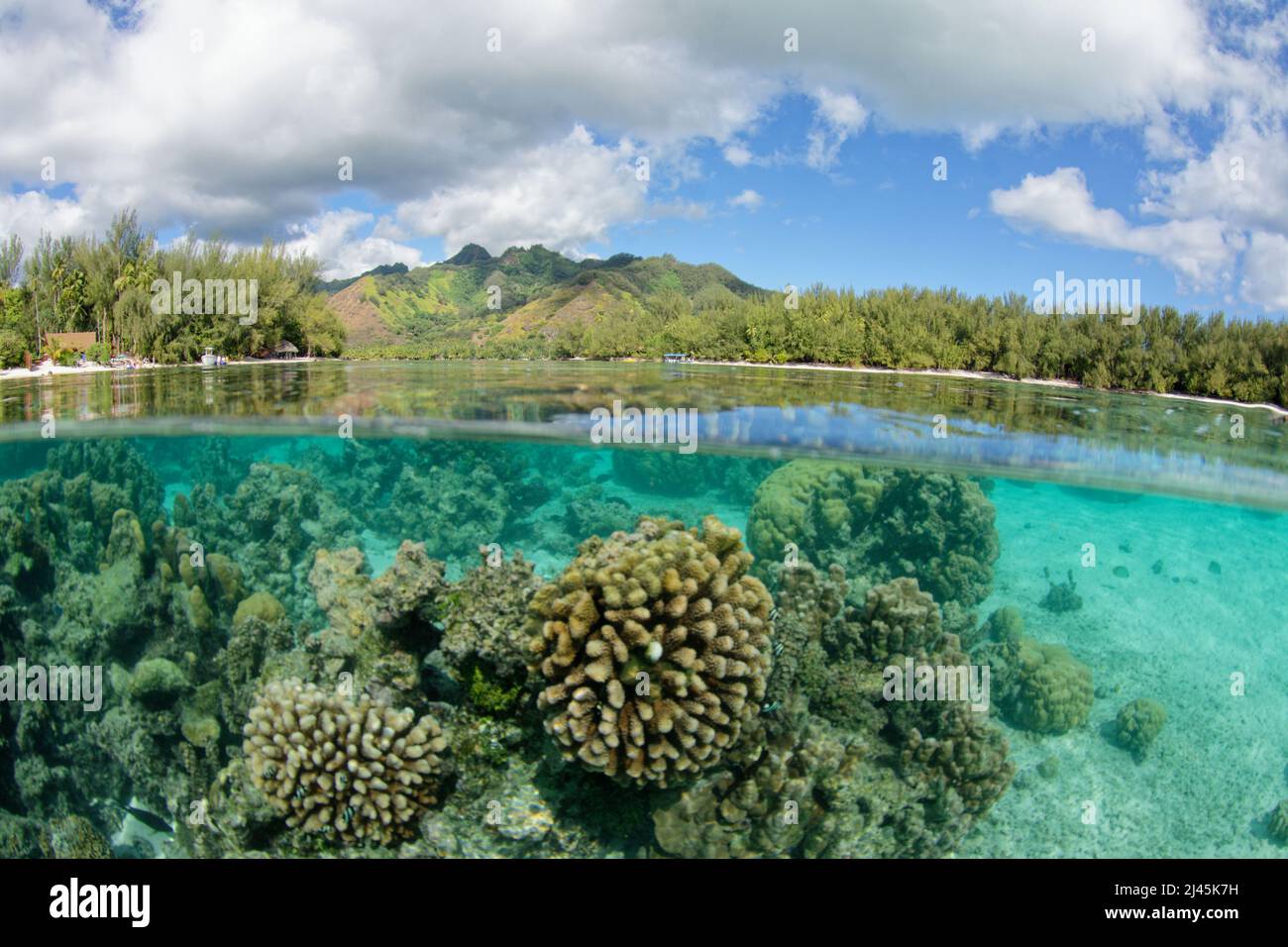 French Polynesia, Moorea: corals in the lagoon Stock Photo - Alamy
