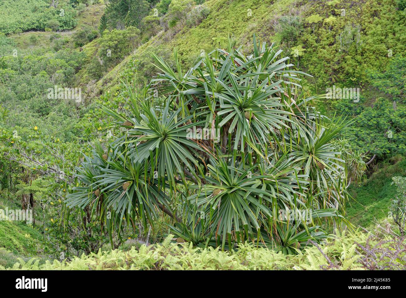 Marquesas Islands, Nuku Hiva: pandan (also known as screw palm or screw ...