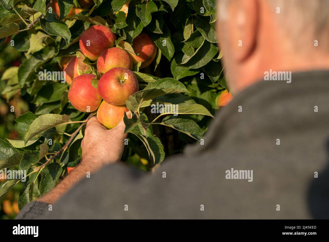 Male picking an apple from an apple tree. Framer harvesting Stock Photo ...
