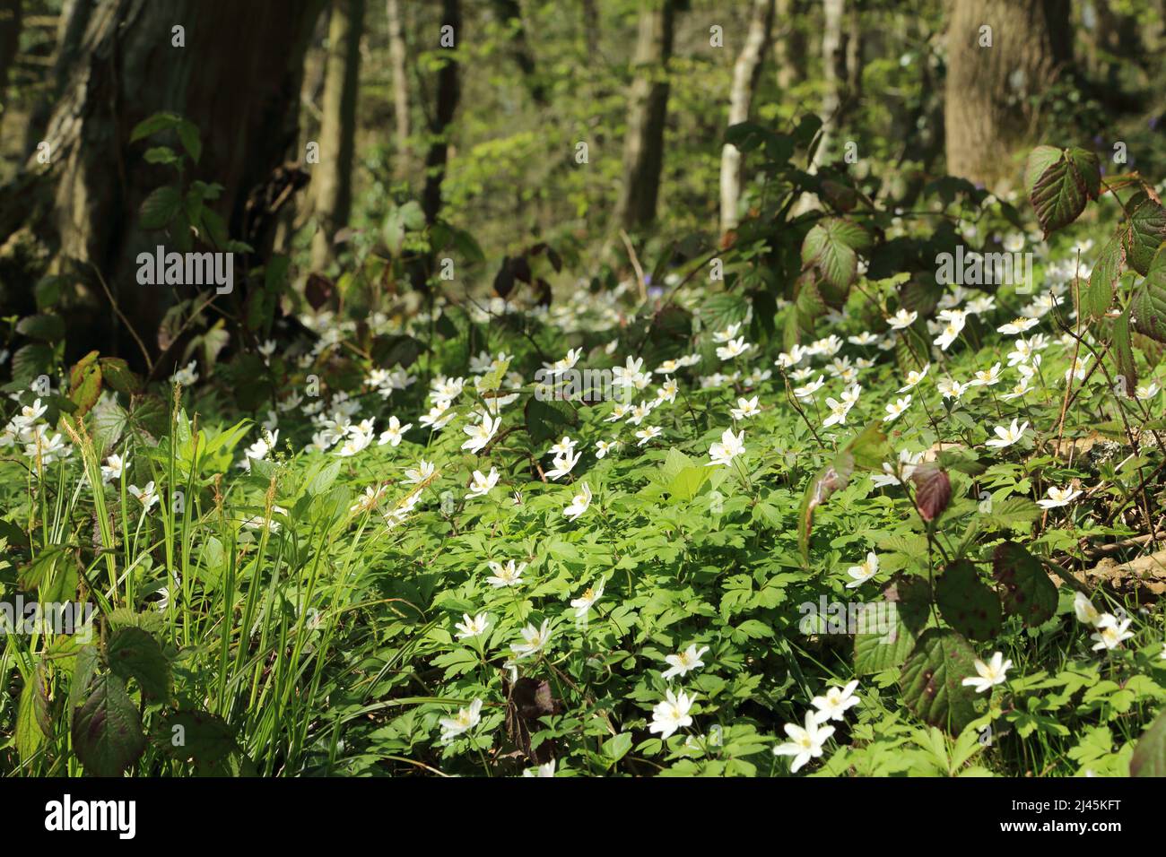 Kentish forest hi-res stock photography and images - Alamy