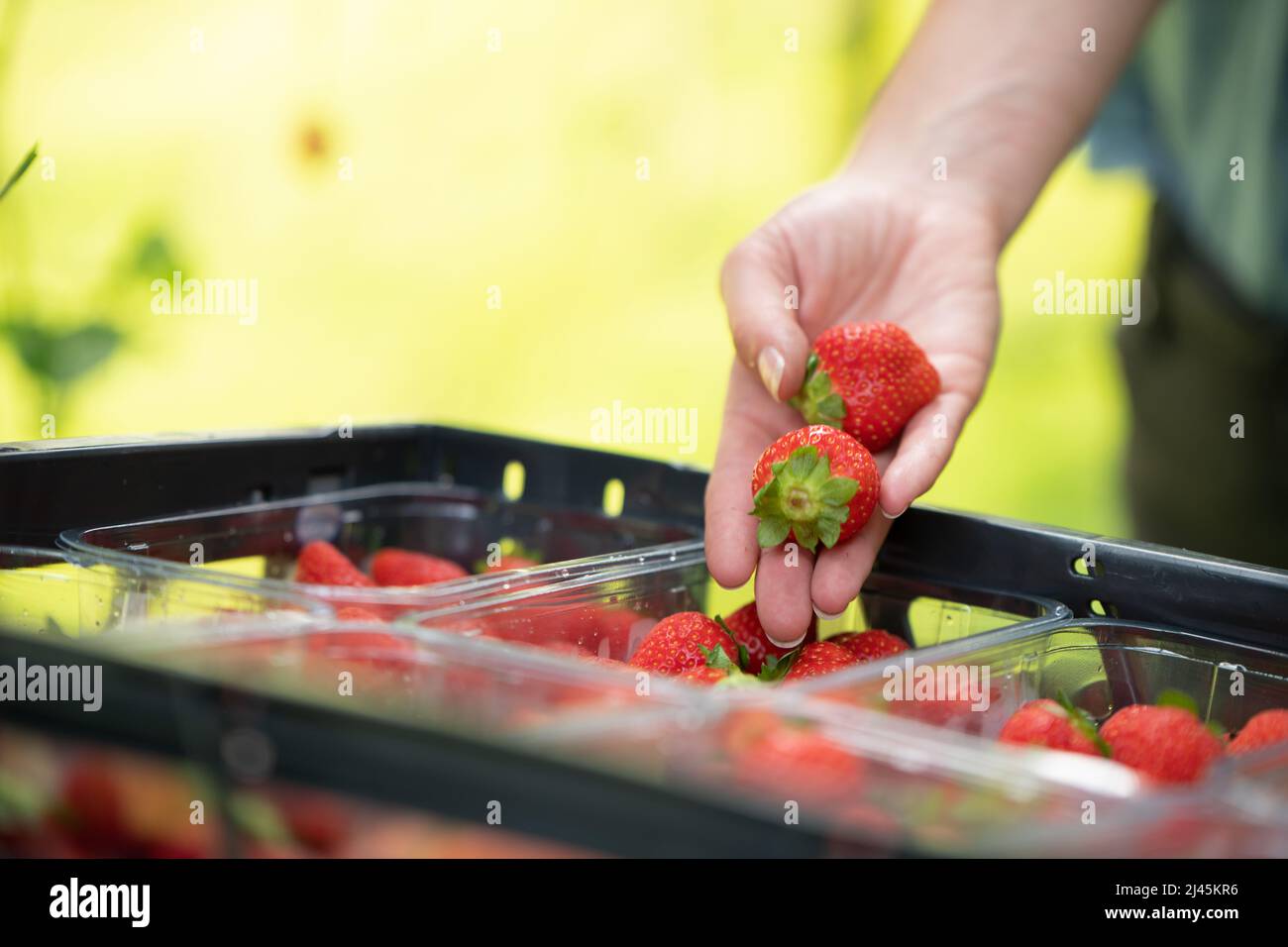 Female putting ripe strawberries in a plastic tray. Close-up Stock ...