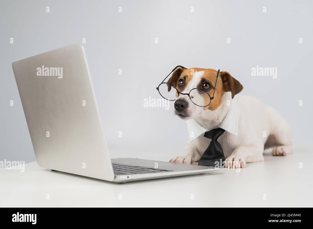 Jack russell terrier dog in glasses and tie works on laptop on white ...