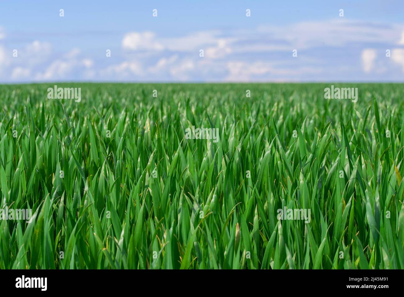 Field plants background hi-res stock photography and images - Alamy