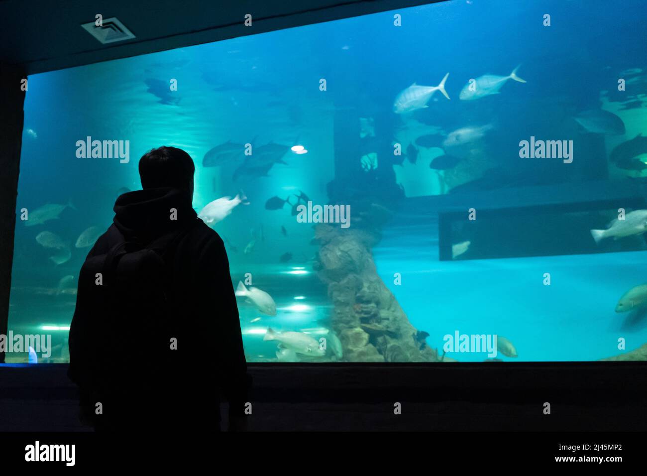 Man watching fish through the glass in Oceanarium Stock Photo - Alamy