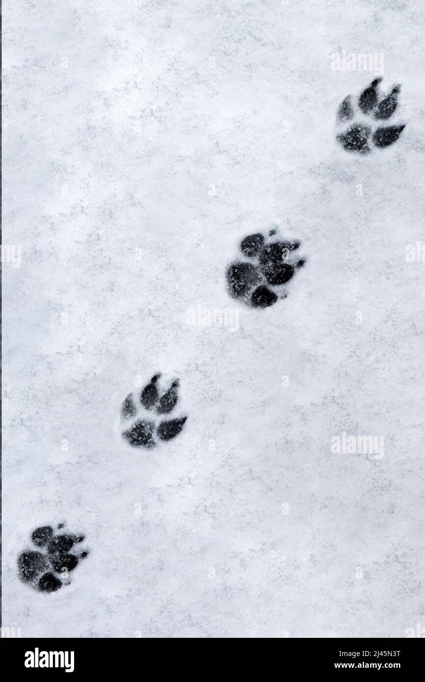 Wolf Paw Print Trail