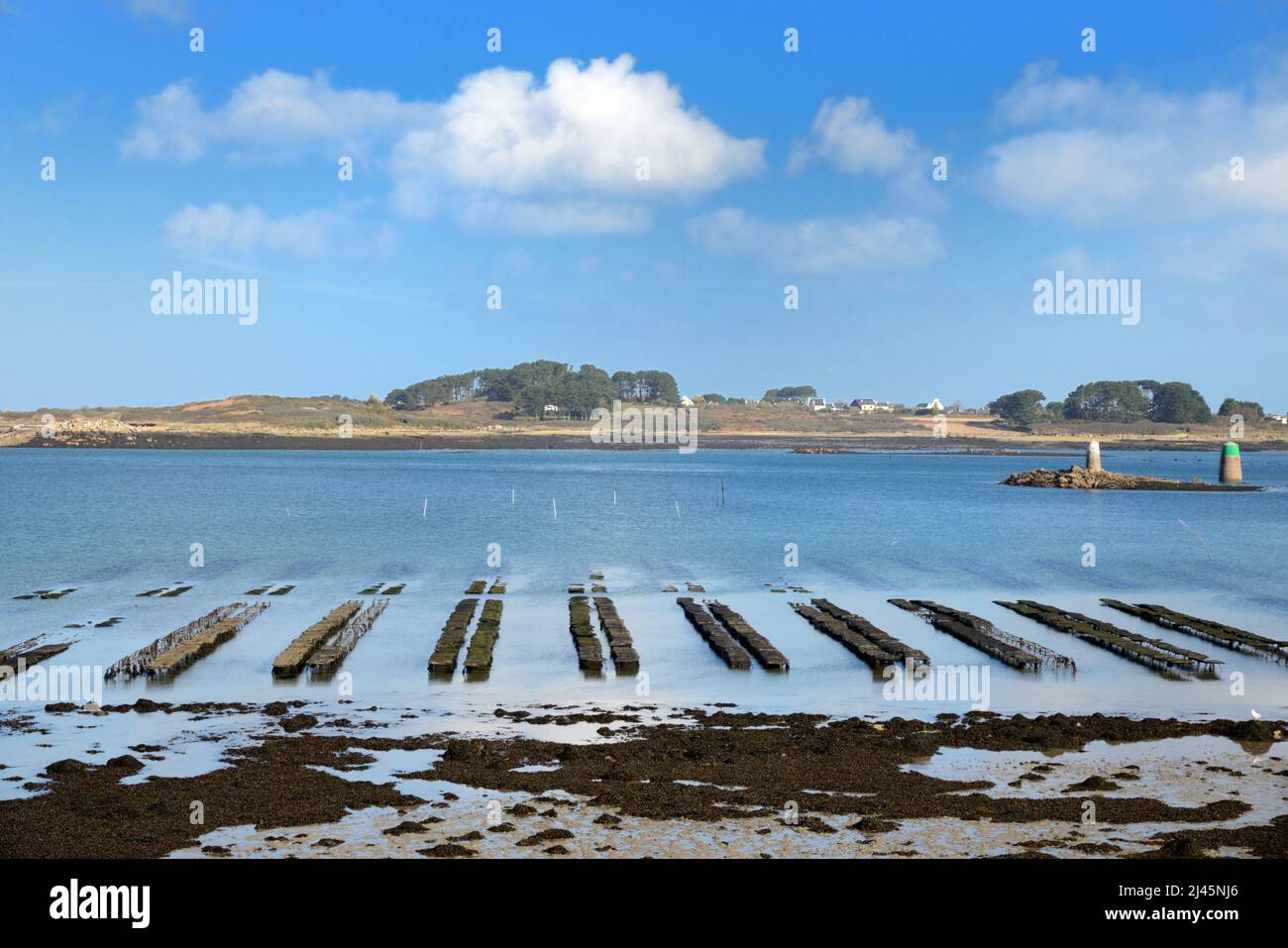 Mussel Beds, using the Bouchot Culture Technique, in the Intertidal ...