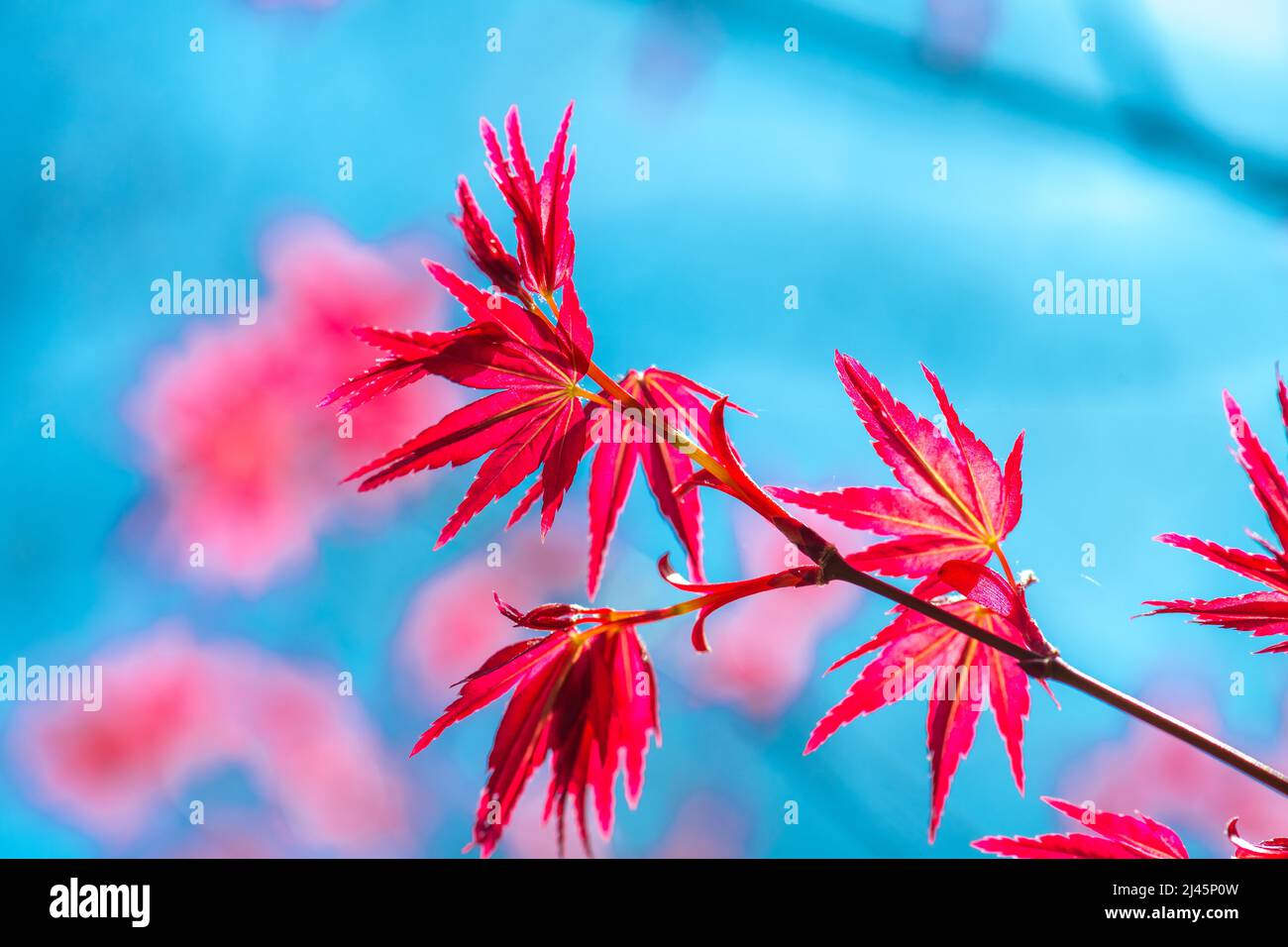Acer palmatum ‘Nomura’. Spring, red maple leaves Stock Photo - Alamy