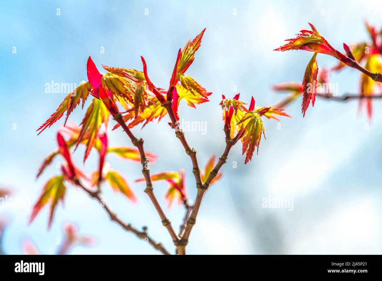 Acer palmatum ‘Nomura’. Spring, red maple leaves Stock Photo - Alamy