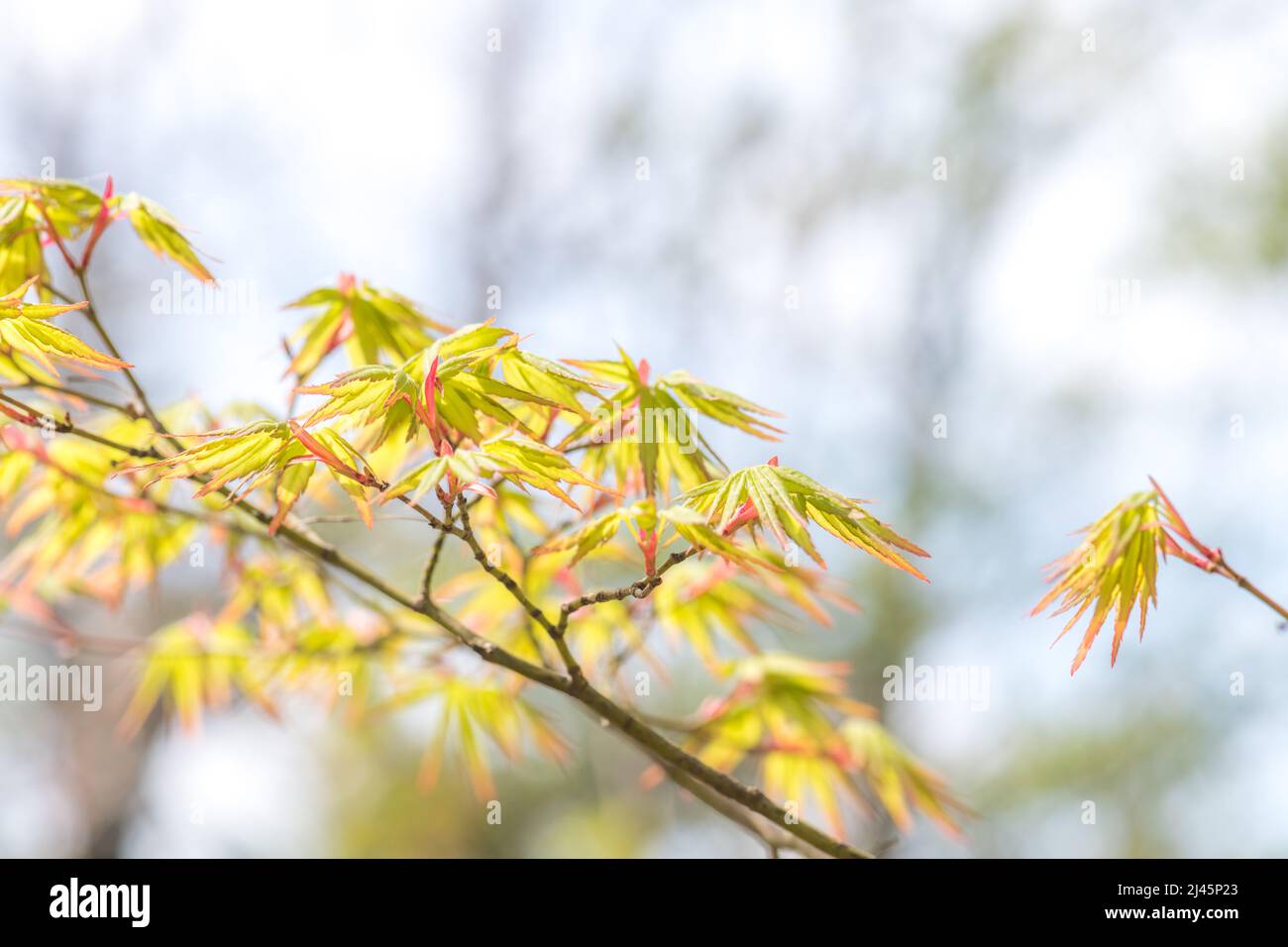 Green color Maple leaf in Spring at Satoyama Stock Photo - Alamy