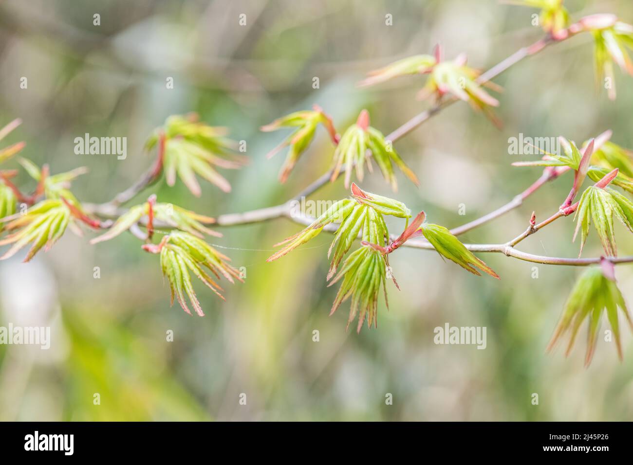 Green color Maple leaf in Spring at Satoyama Stock Photo - Alamy