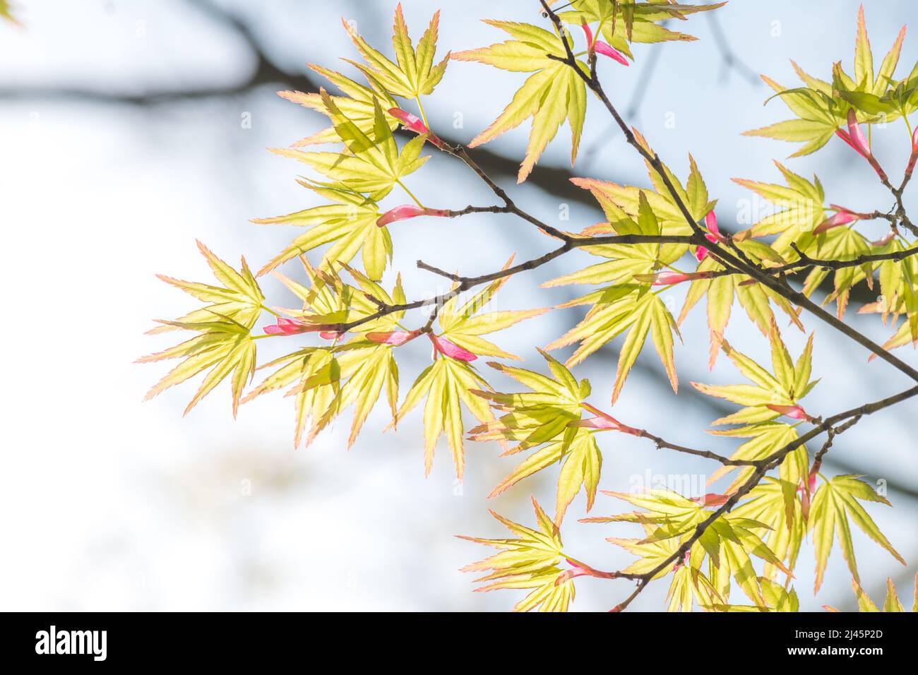 Green color Maple leaf in Spring at Satoyama Stock Photo - Alamy
