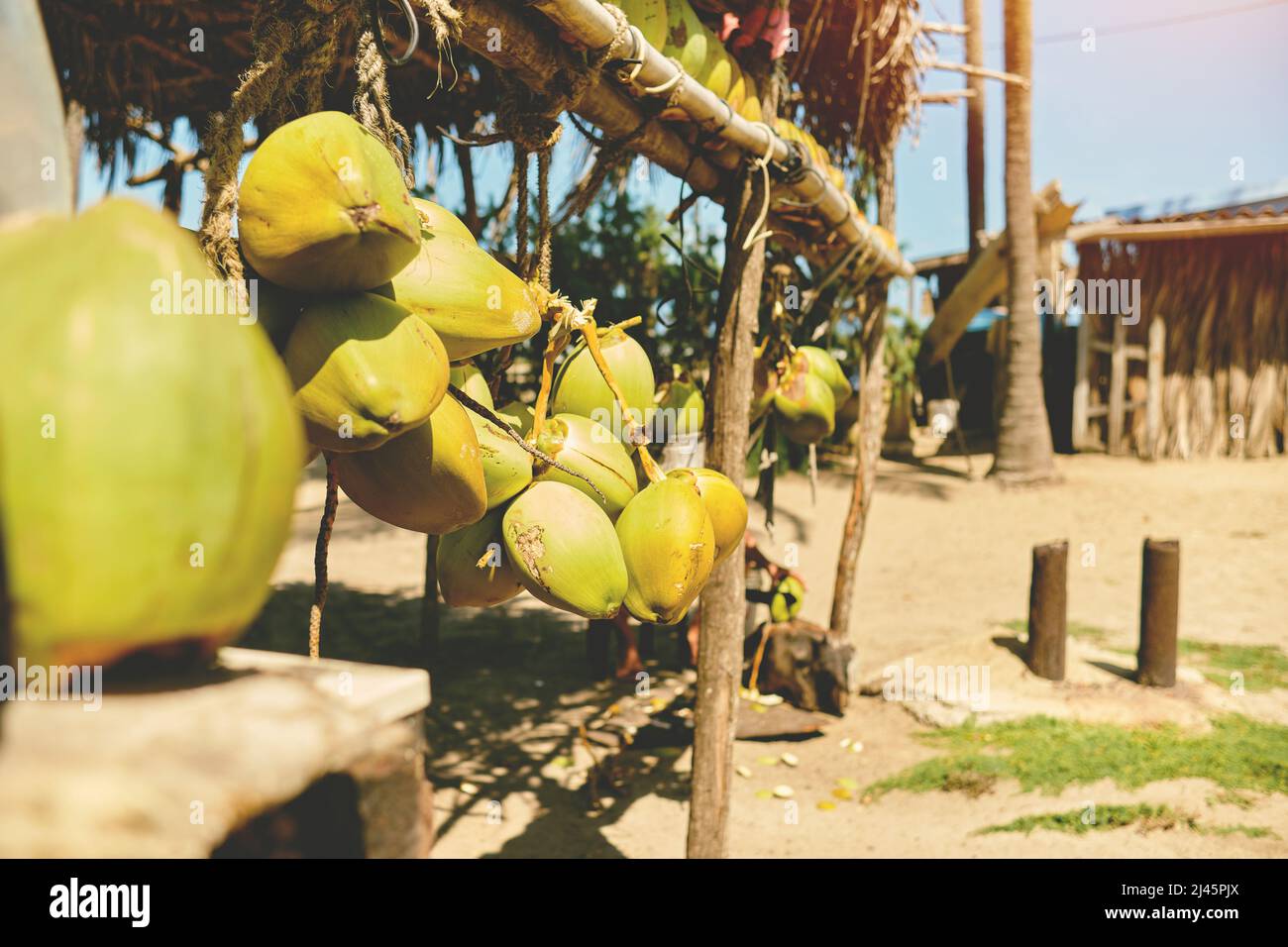 Old man selling coconut at the coconut farm on the way. Selective Focus ...