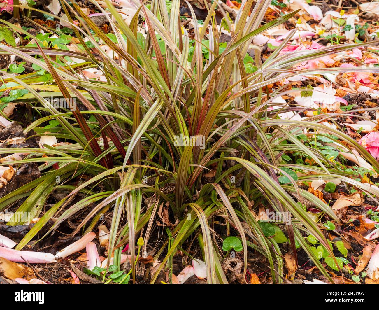 Decorative spiky foliage of the New Zealand hardy evergreen garden ...