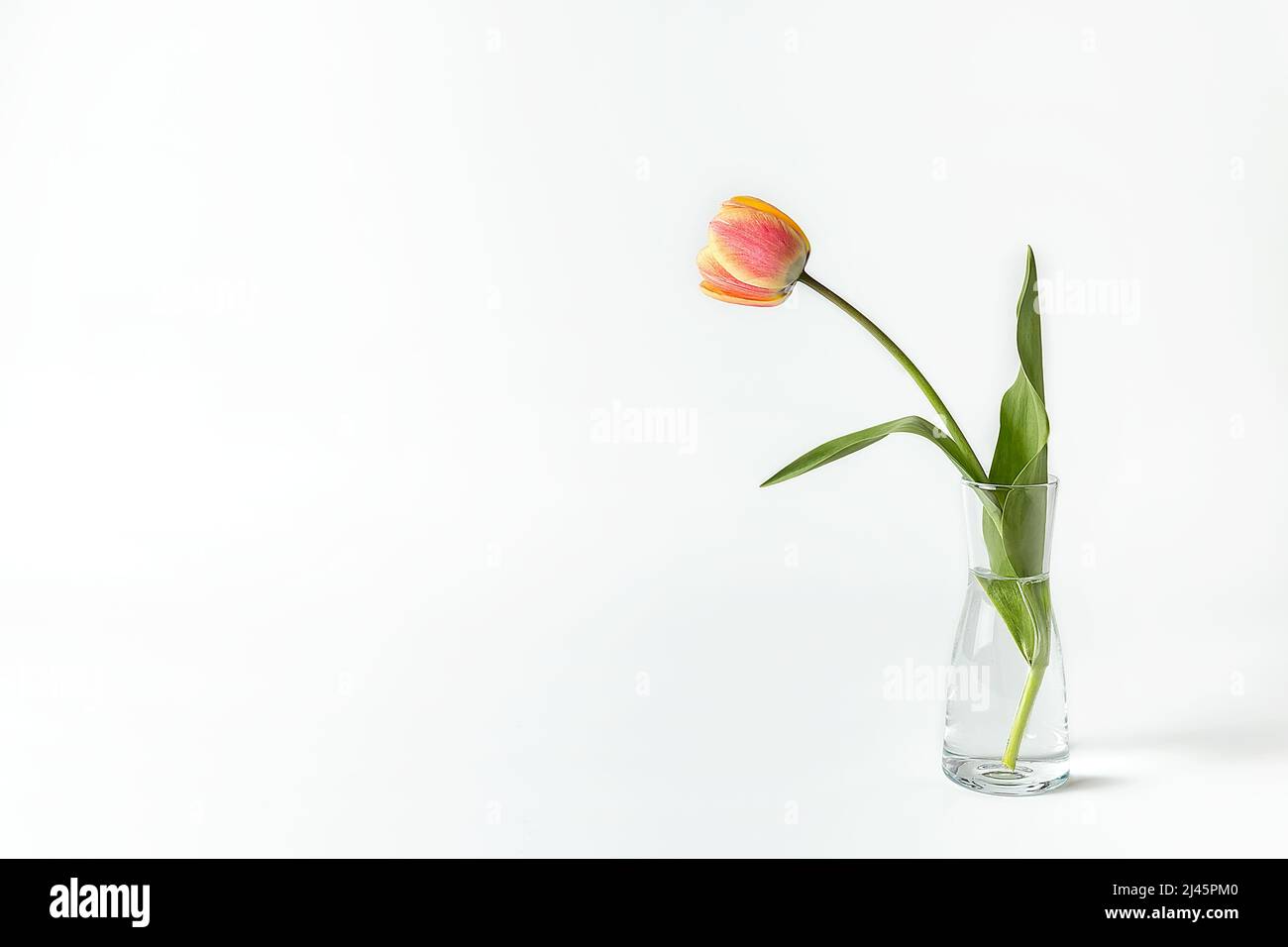 Single Tulip In Vase
