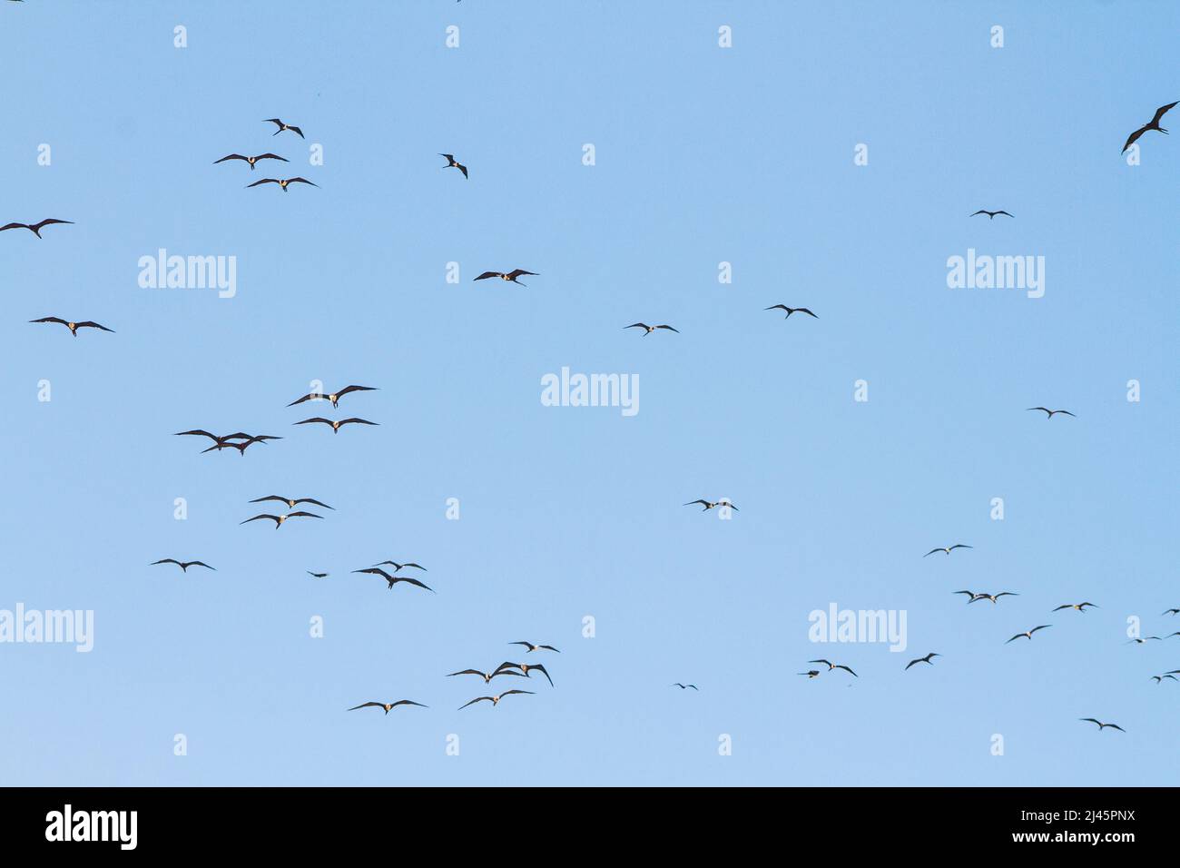 frigate bird in the blue sky of ipanema beach in Rio de Janeiro Stock ...