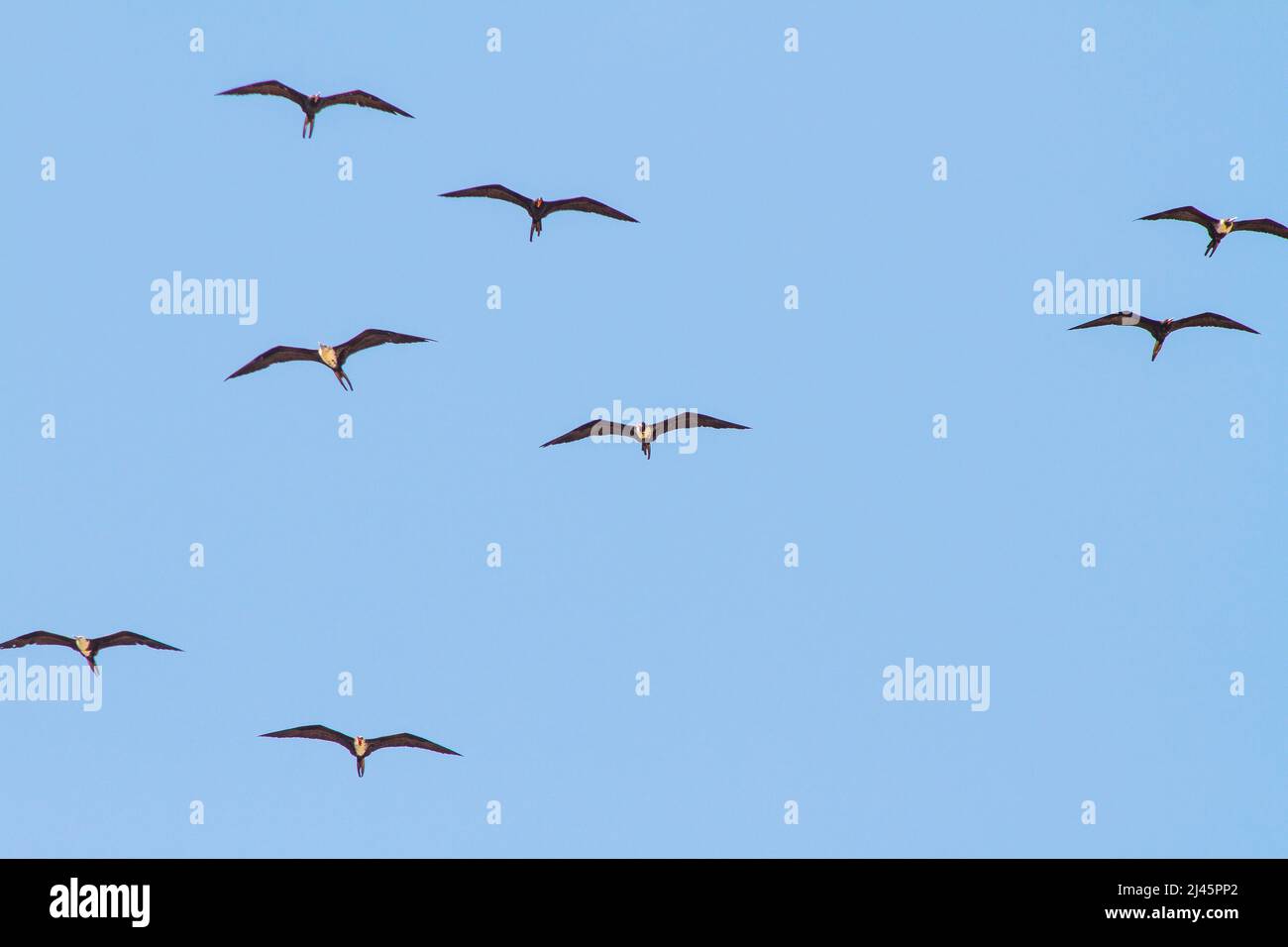 frigate bird in the blue sky of ipanema beach in Rio de Janeiro Stock ...