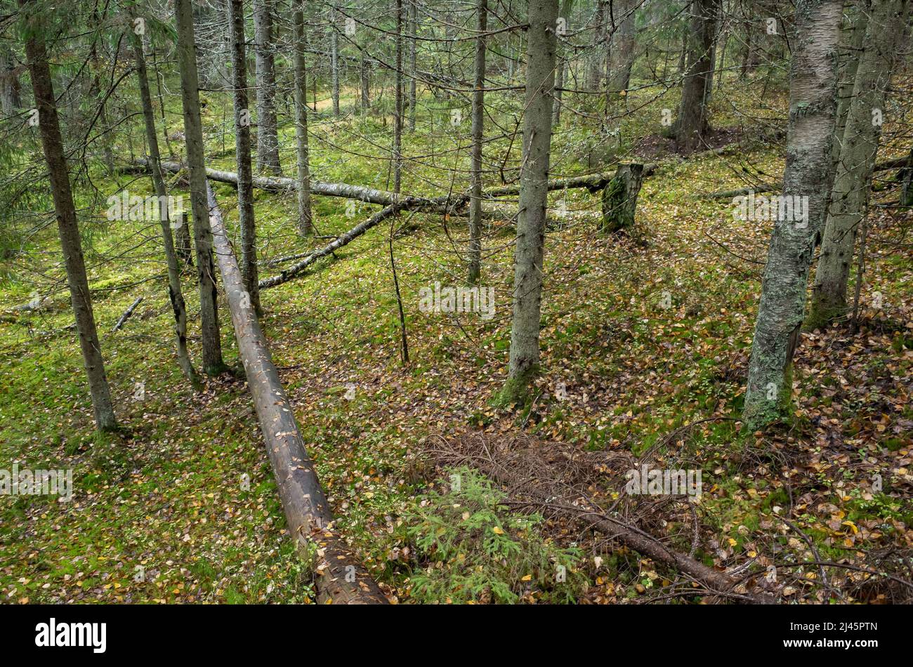 Coniferous forest landscape with fallen trees. Natural photo background ...