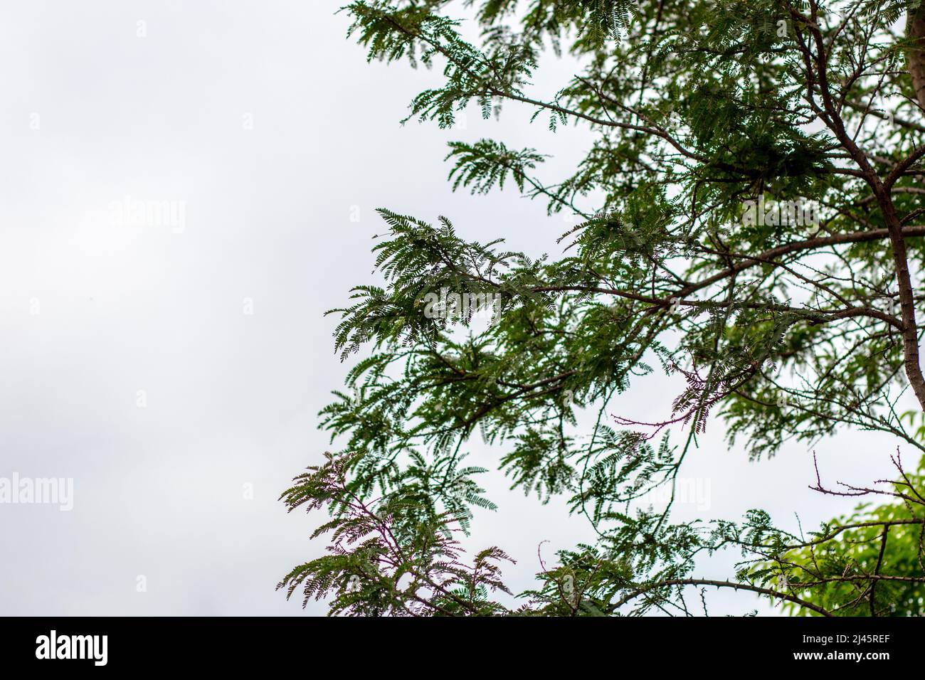 green leaves of a tree outdoors in rio de janeiro, Brazil Stock Photo ...