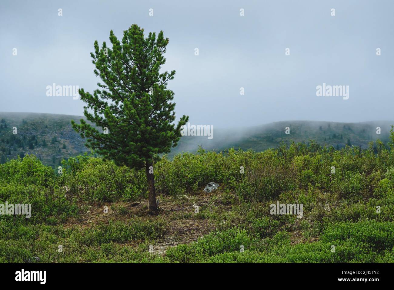 A lone coniferous tree in a misty landscape in Ulagansky district of ...