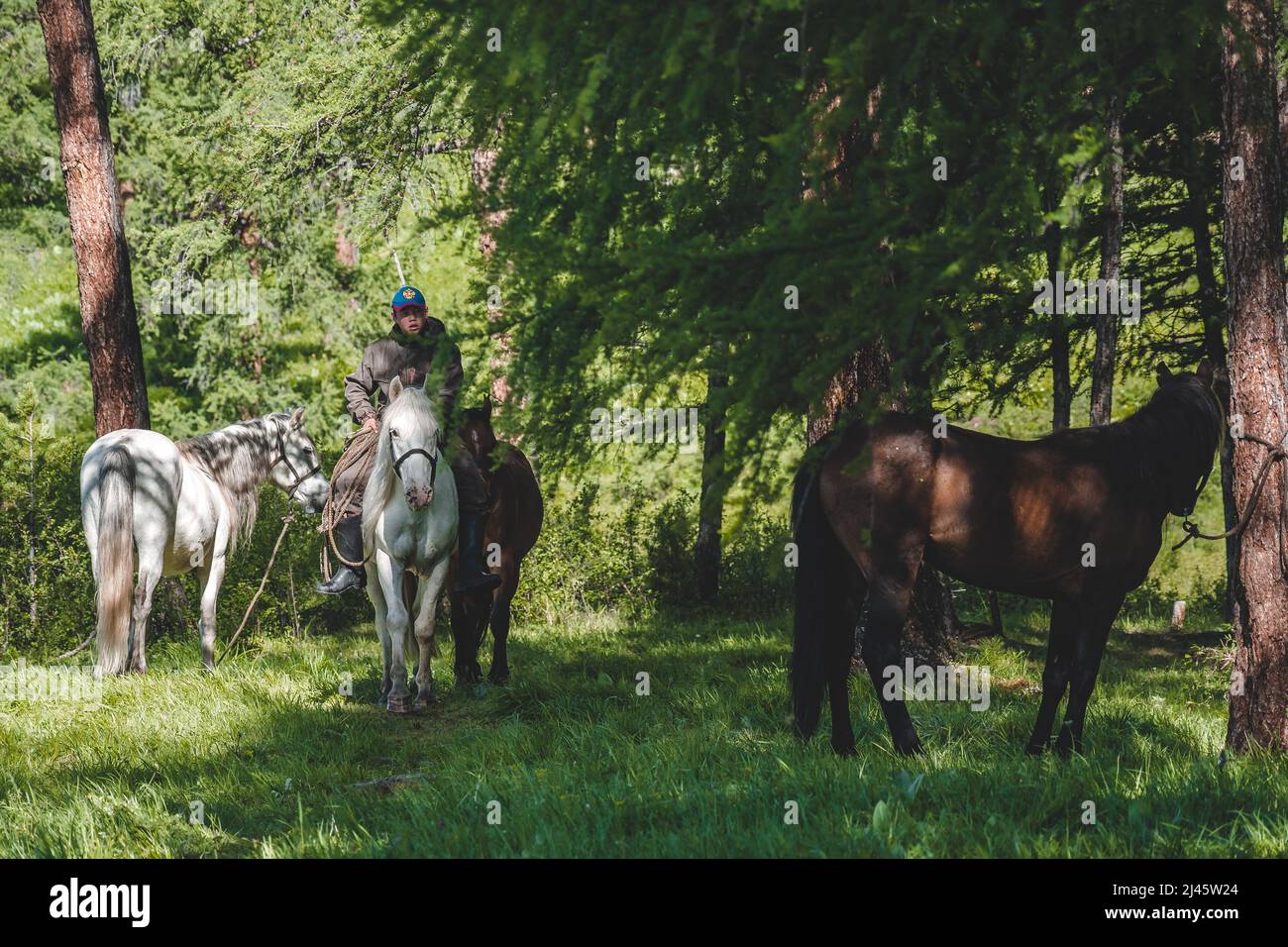 Riding horses through the trees hi-res stock photography and images - Alamy