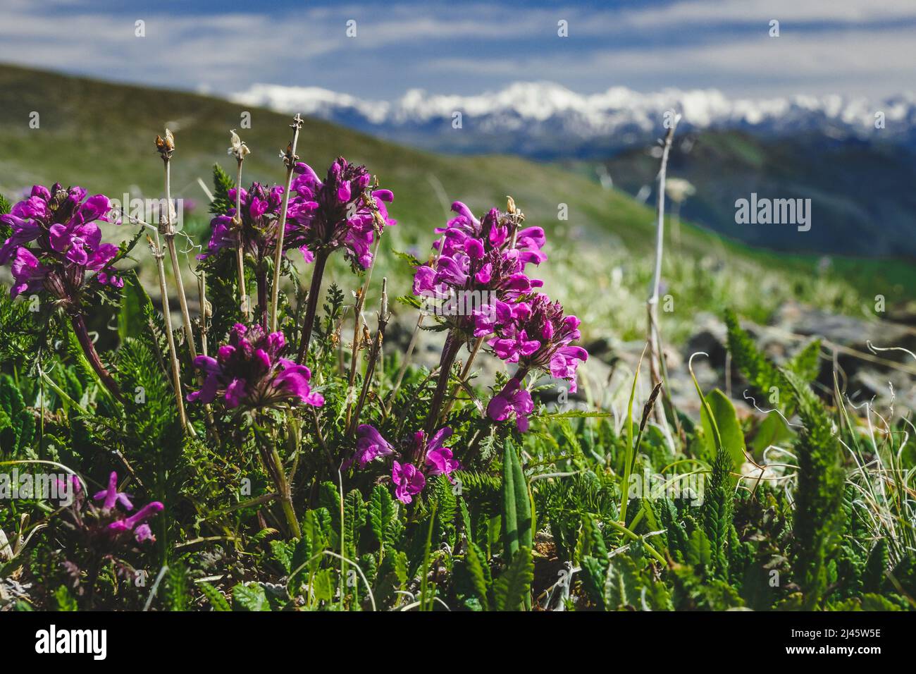 Tundra flora in vivid color hi-res stock photography and images - Alamy