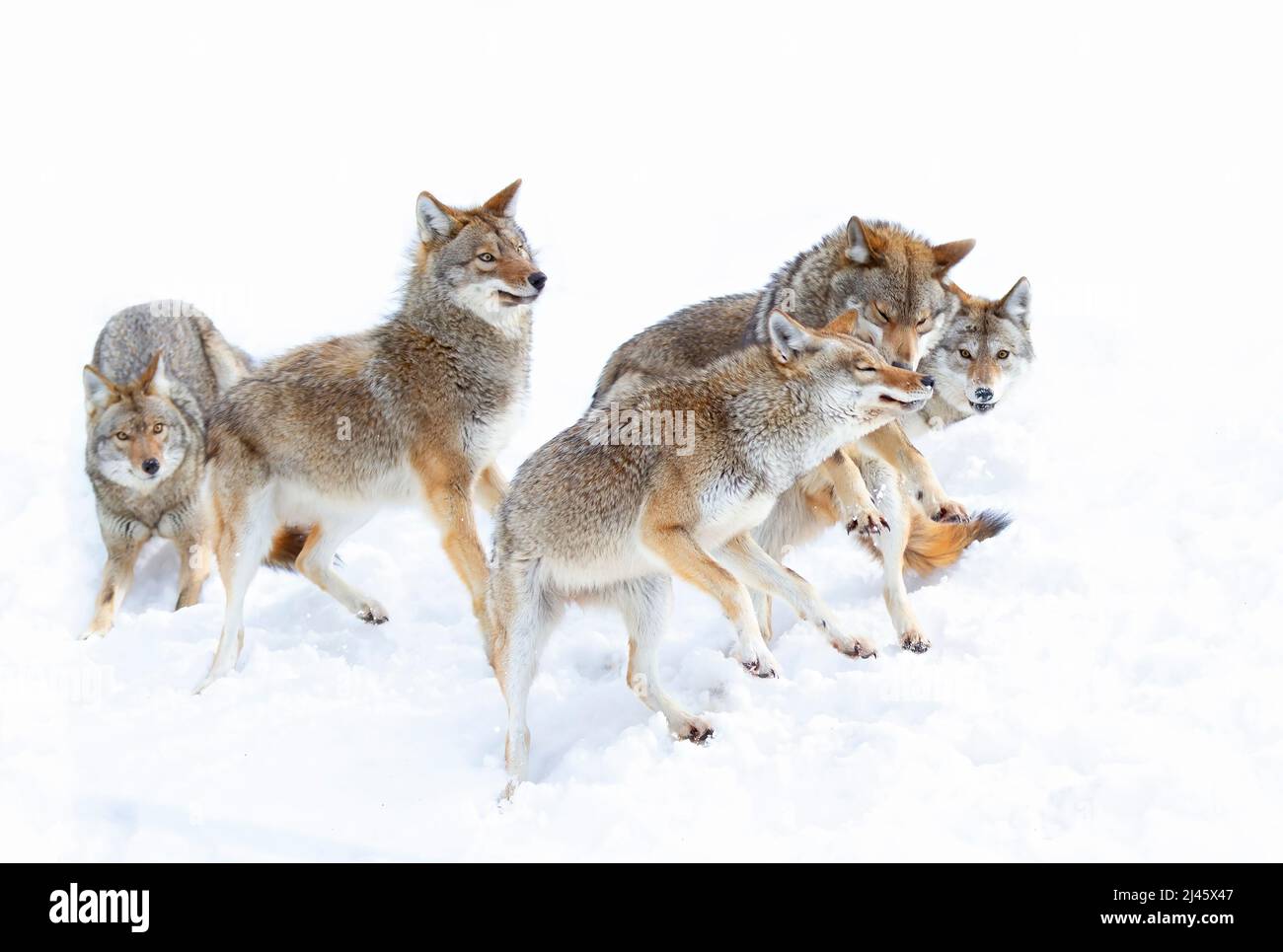 Coyotes (Canis latrans) isolated on white background playing in the ...