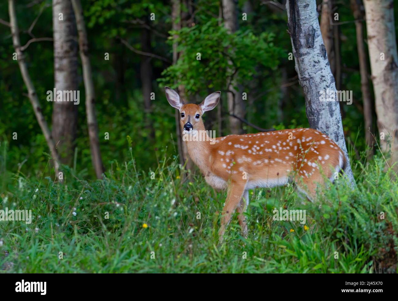 White Tailed Fawn Walking In The Forest In The Early Summer In Canada