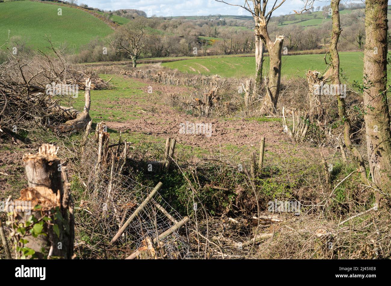 Trees in hedgerow felled, Carmarthenshire, Wales, UK Stock Photo - Alamy