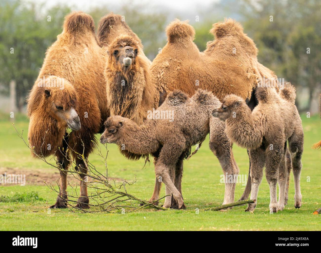 Bactrian camels back left to right Kanika and Darcy, with new born ...